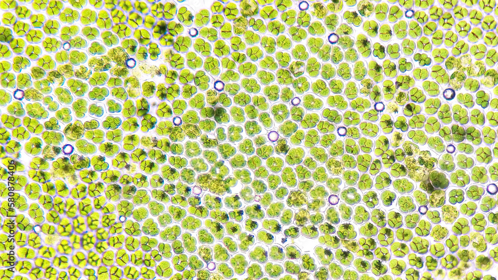 Mesophyll tissue of shiny bush or pepper elder (Peperomia pellucida ...