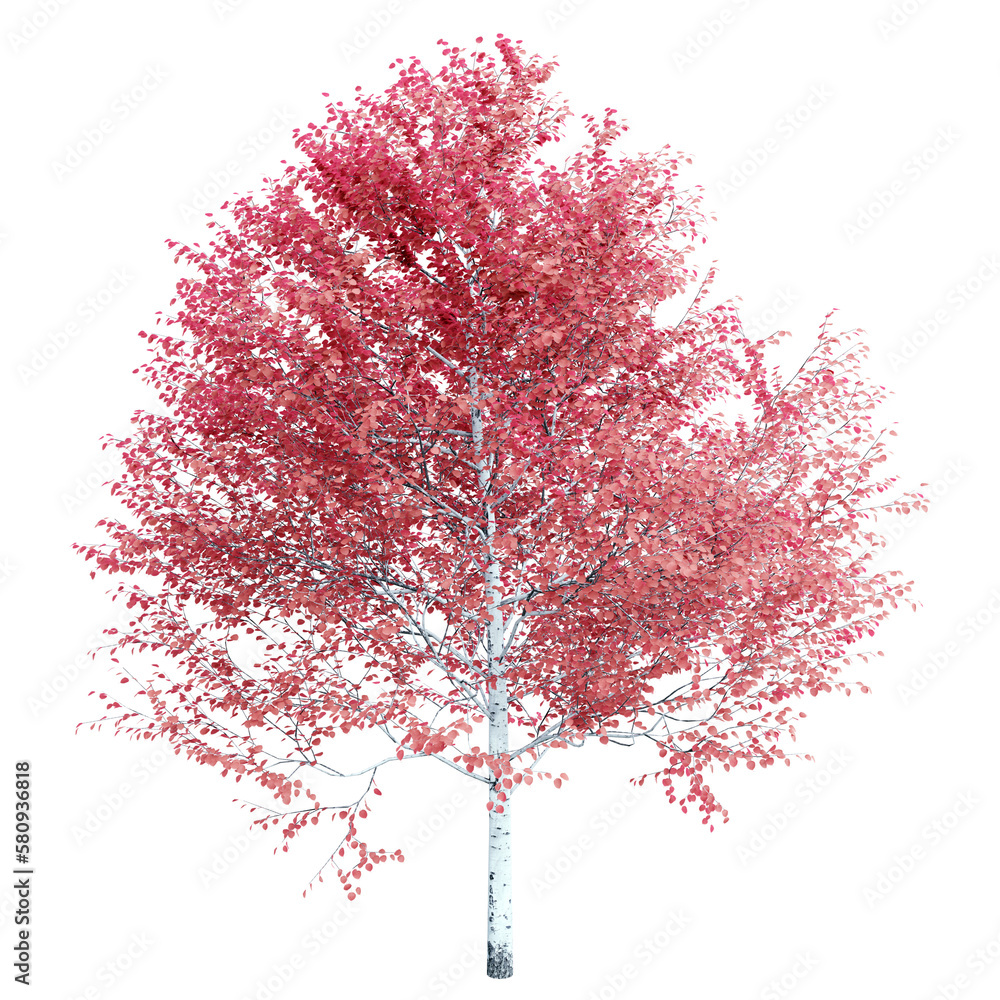 Tree populus tremuloides on transparent background.3d rendering PNG Set ...