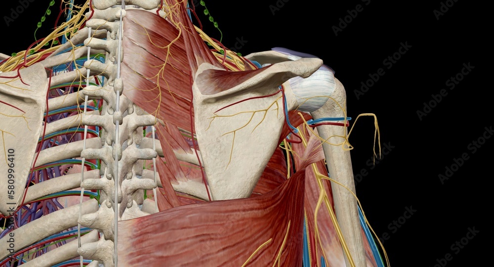 Stock-Illustration „The axilla is the name given to an area that lies ...