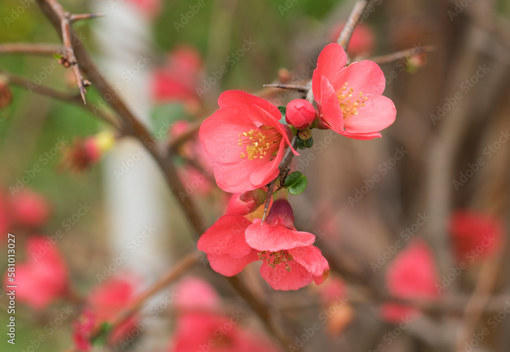 Flowers Of Japanese Quince Chaenomeles Speciosa In Spring Stock Photo