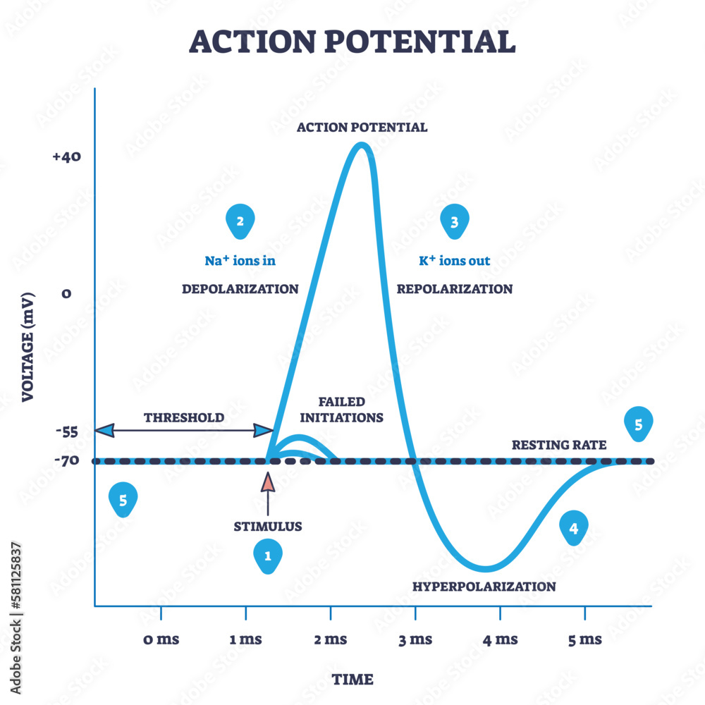Vetor Action potential and neuron membrane spike after stimulus outline diagram. Labeled ...