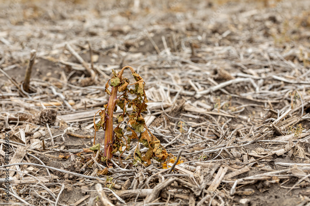 Wilting Butterweed weed after herbicide spraying in farm field. Weed ...