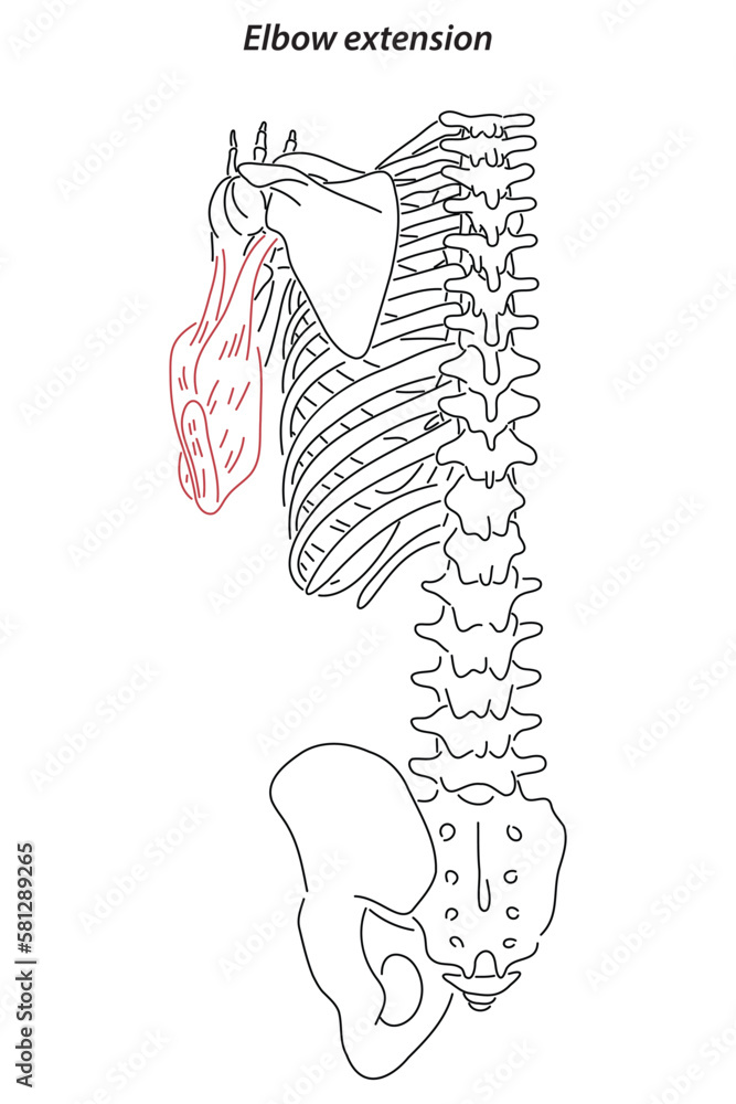 Medical illustration of Elbow extension arm muscle, side view of arm ...