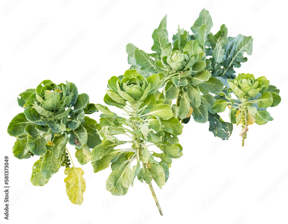 Isolated PNG cutout of Brussels sprout plants on a transparent ...