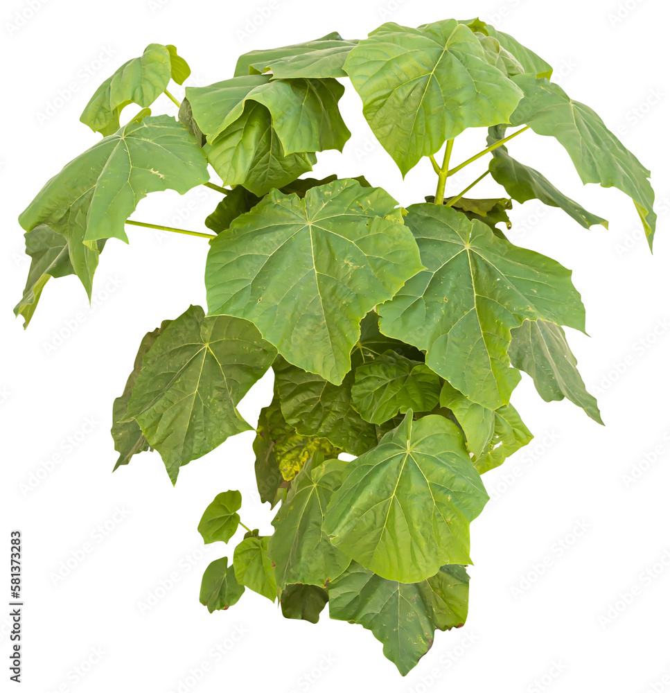 Isolated PNG cutout of a small empress tree on a transparent background ...