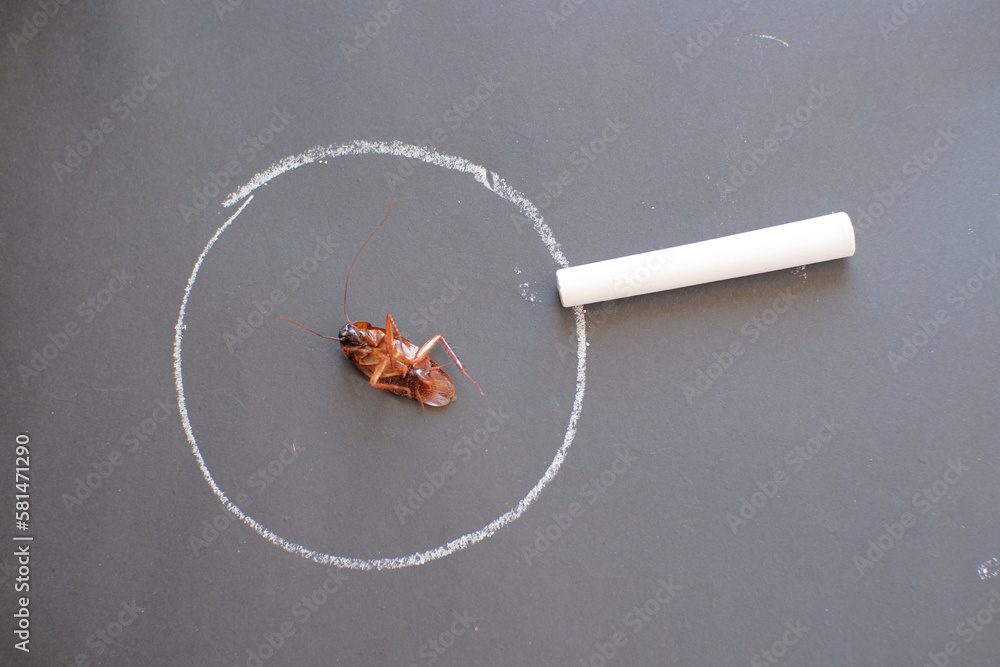 Cockroaches die with insecticide chalk Stock Photo | Adobe Stock