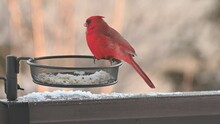 Male Cardinal Bird On Table Free Stock Photo - Public Domain Pictures