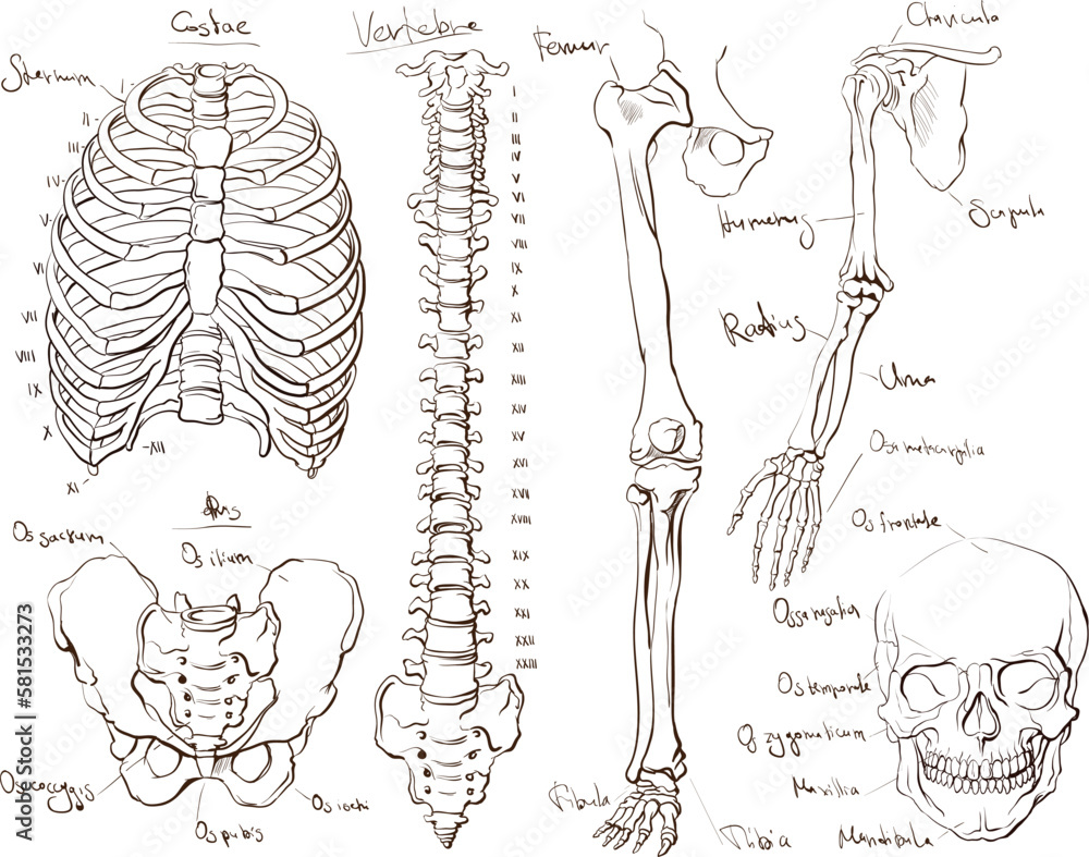 Anatomy of human body, hand drawn bones Stock Vector | Adobe Stock