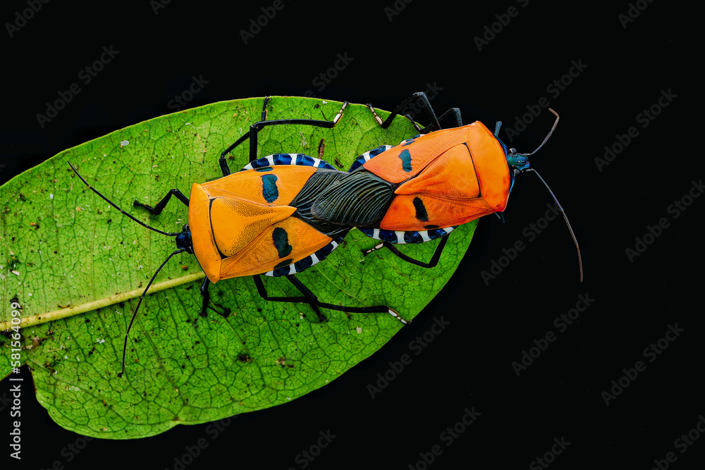 Man-faced stink bug catacanthus incarnatus mating on the leaves Stock ...