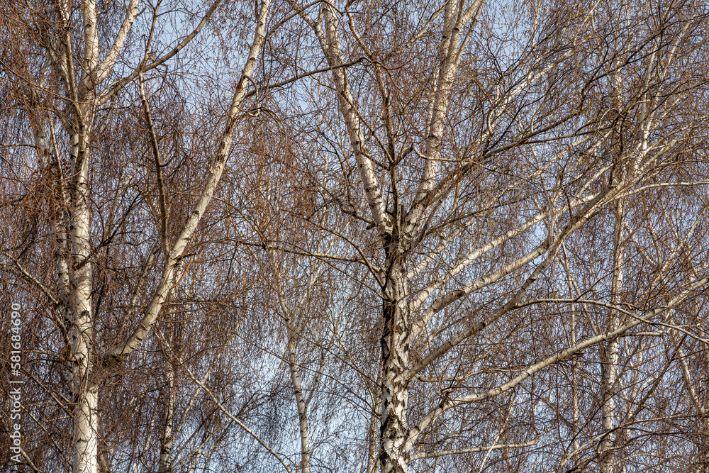 Betula pendula. Common birch, trunks and branches of trees with male ...