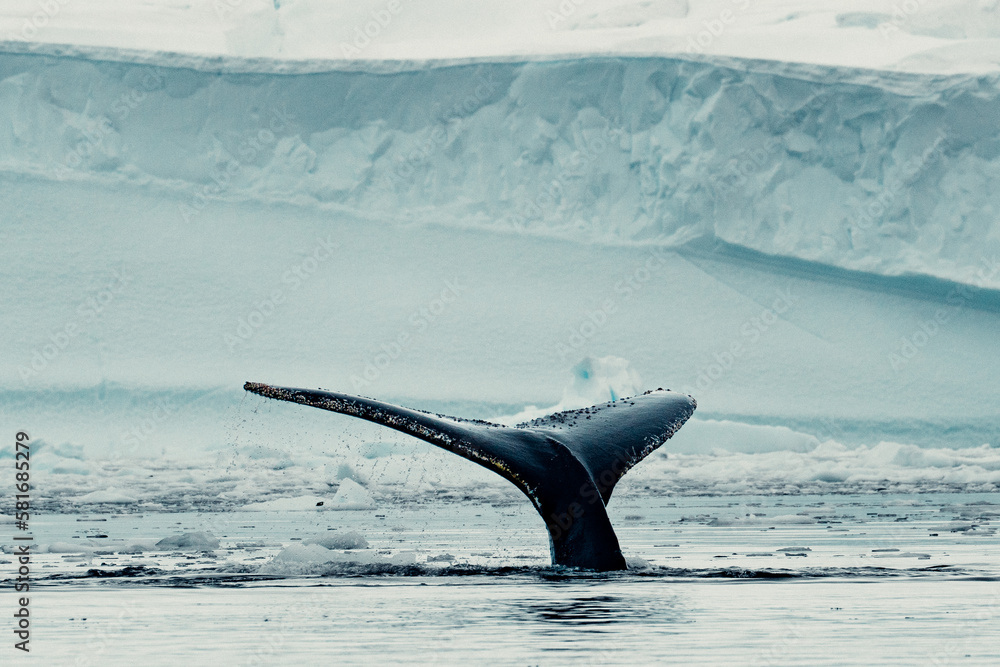 Tail of Humpback Whale Surfaces, As It Dives Down For Food In ...