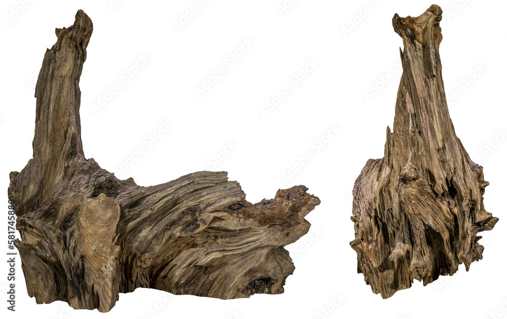 Illustration Stock collection of a piece of a root / trunk river wood ...