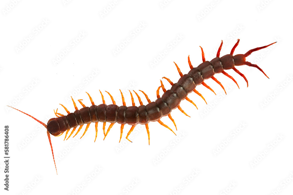 Centipede (Scolopendra sp.) Giant centipede isolated on transparent ...