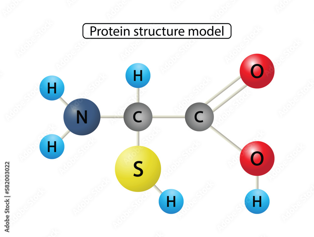 Vektor illustration of chemistry, Protein structure model, Amino acids ...