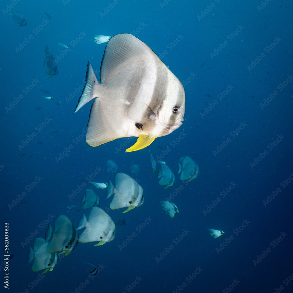 School of Teira Batfish, also known as the Platax teira, Longfin ...