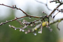 Rain Drops Tree Branches Free Stock Photo - Public Domain Pictures