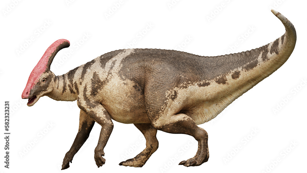 Parasaurolophus, dinosaur from the Late Cretaceous Period isolated on ...