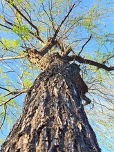 Bobcat Climbing Tree Free Stock Photo - Public Domain Pictures