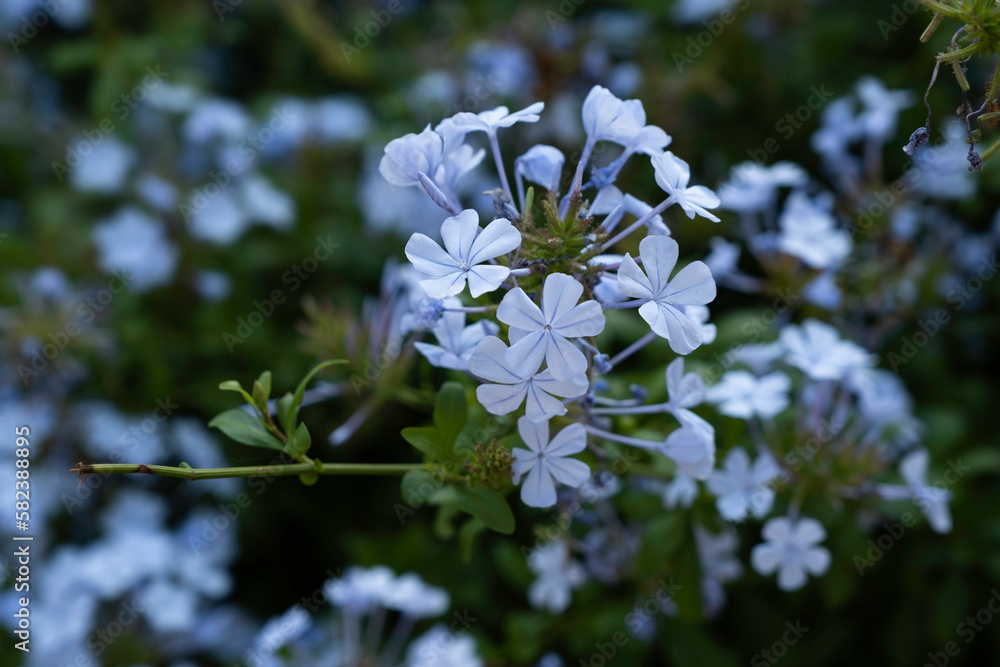 Flowers of the Plumbago auriculata, cape leadwort or blue plumbago in a ...