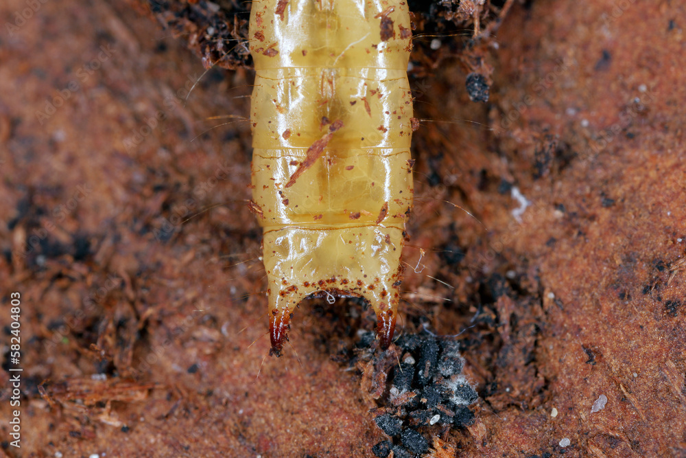 Pytho depressus larva of this beetle (Pythidae family) on under pine bark. The characteristic ...