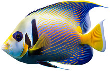 Angel Fish Free Stock Photo - Public Domain Pictures