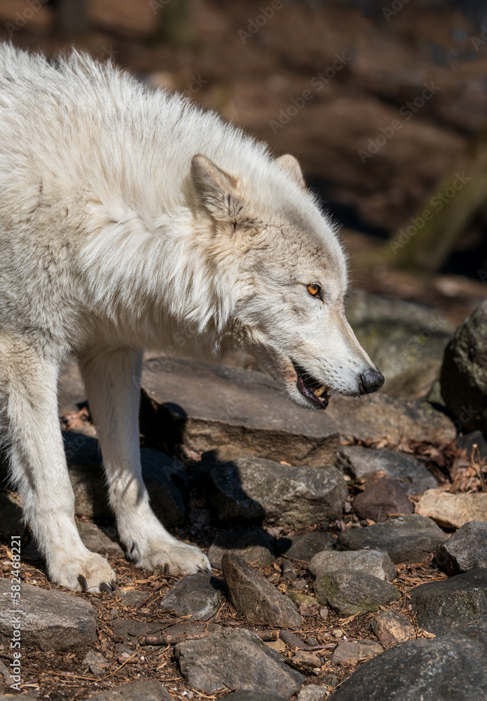 Sassa is a beautiful Tundra wolf at the Lakota Wolf Preserve. She was ...