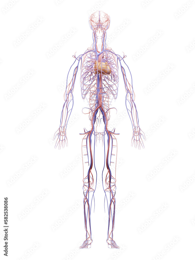 Human Circulatory System and Cardiovascular System are the heart, blood ...