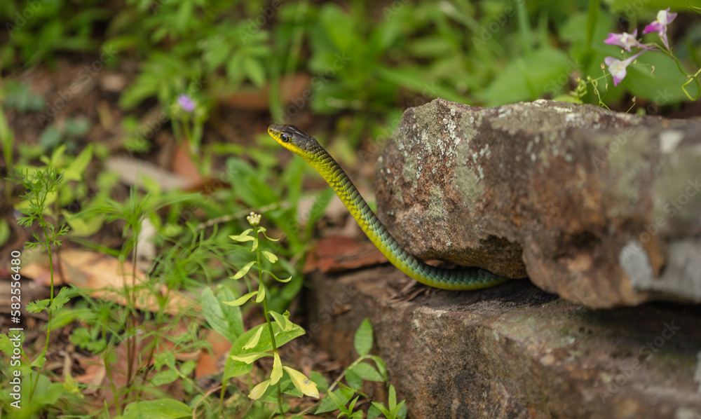 Beautiful Australian Green Tree Snake found amongst the grass and ...