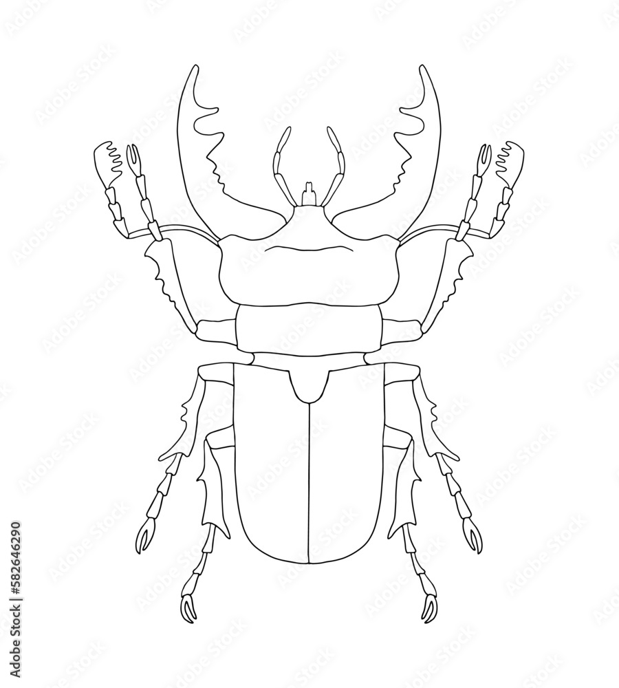 Beetle - deer, outline drawing with a black line, silhouette. Vector ...