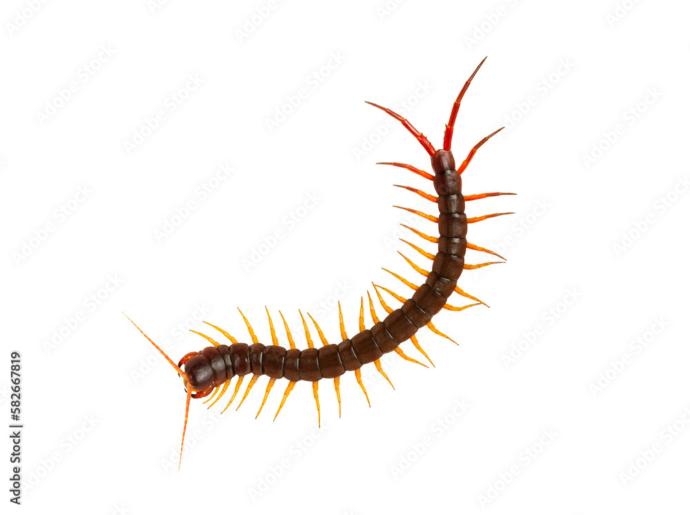 Centipede (Scolopendra sp.) Giant centipede isolated on transparent ...