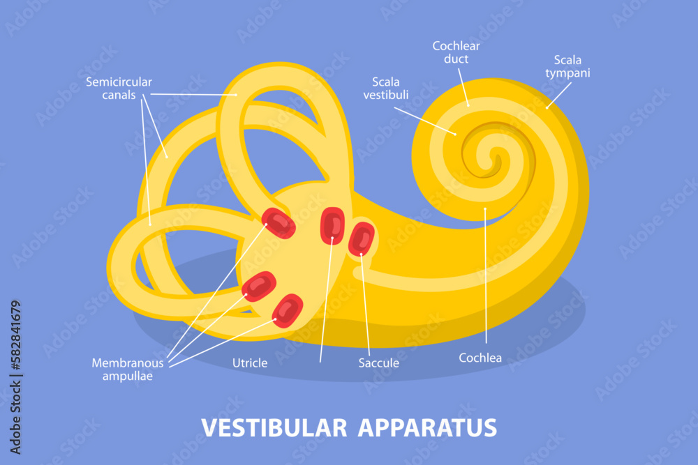 3D Isometric Flat Vector Conceptual Illustration of Vestibular ...