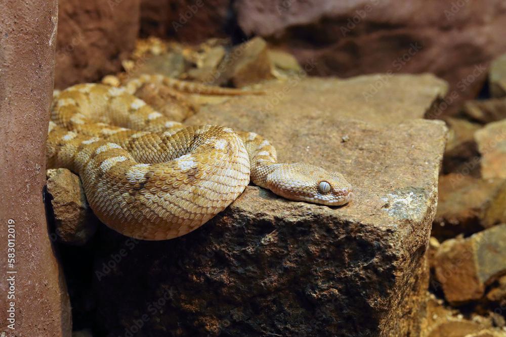 Oman saw-scaled viper (Echis omanensis) lying on a stone. Portrait of a ...