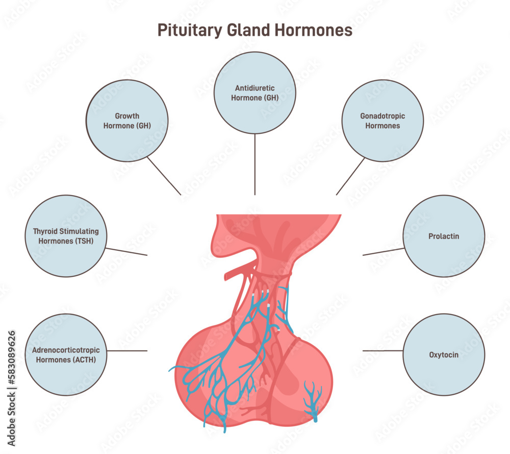 Pituitary gland hormones. Endocrine system organ located at the base ...