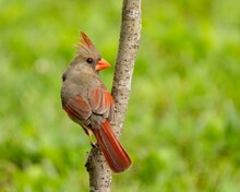 Northern Cardinal In Tree Close-up Free Stock Photo - Public Domain ...