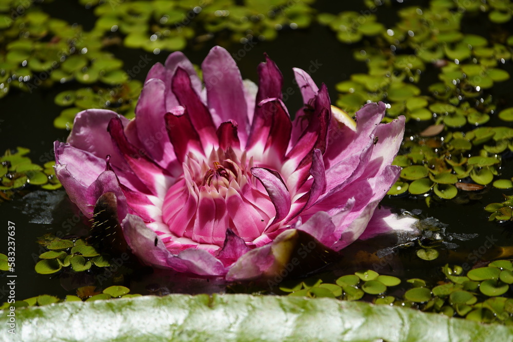 Victoria amazonica also called Victoria regia is a species of flowering ...
