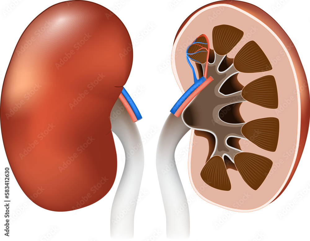 Kidney anatomy. Front view, and Cross section of human kidneys Stock ...