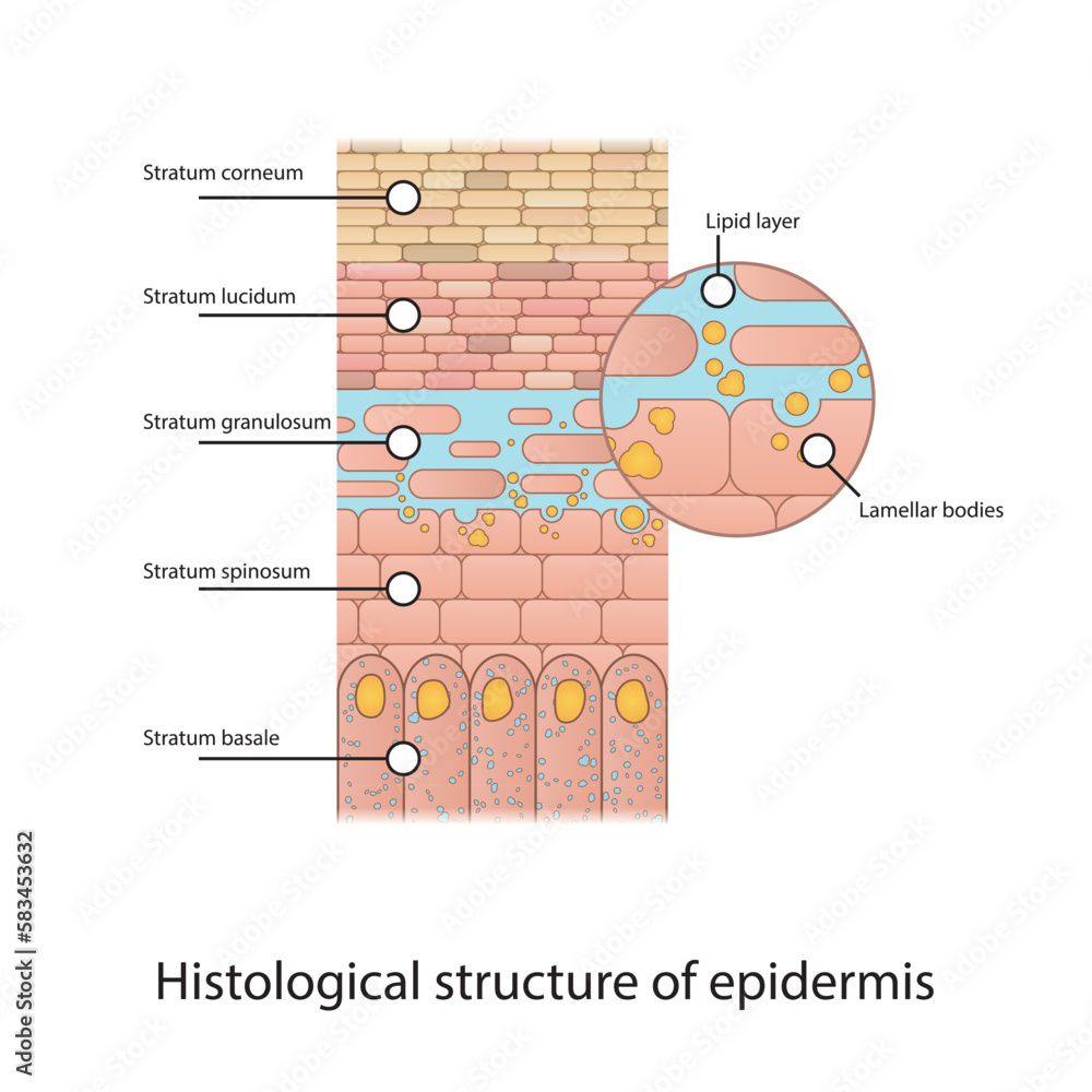 Histological structure of epidermis - skin layers shcematic vector ...