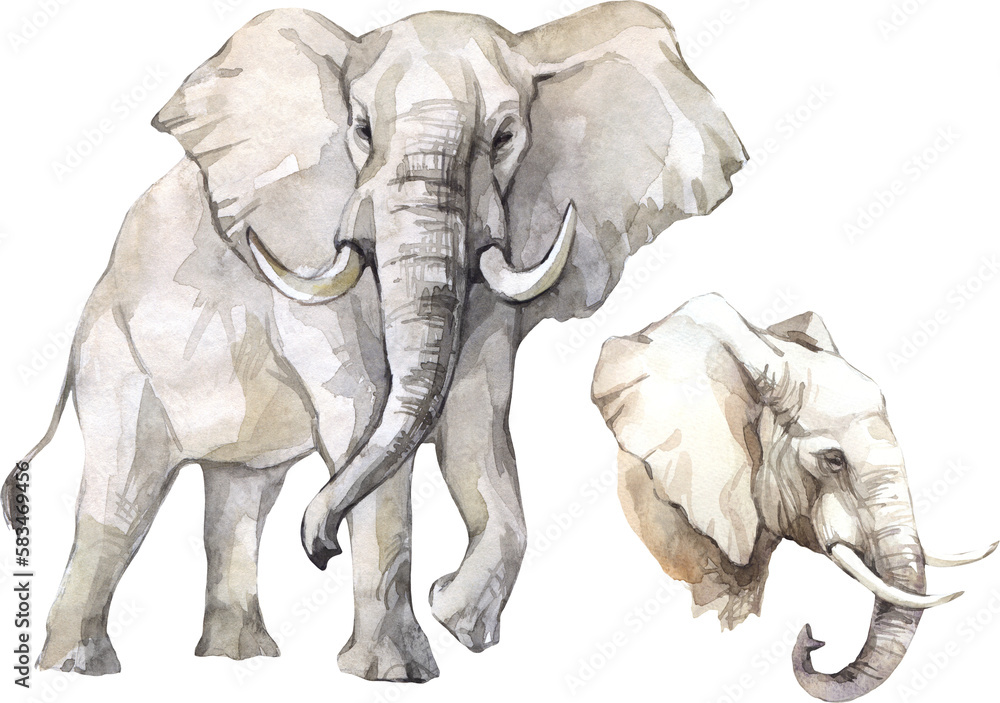 Watercolor elephant illustration set. African wild mammal clipart ...