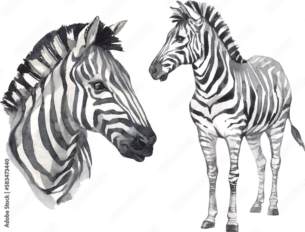 Watercolor zebra illustration set. African wild mammal clipart. Stock ...