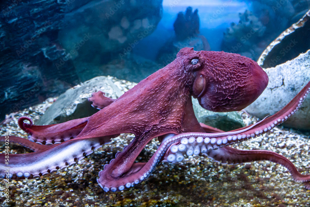 Doflein's octopus (Latin Enteroctopus dofleini) with tentacles and ...