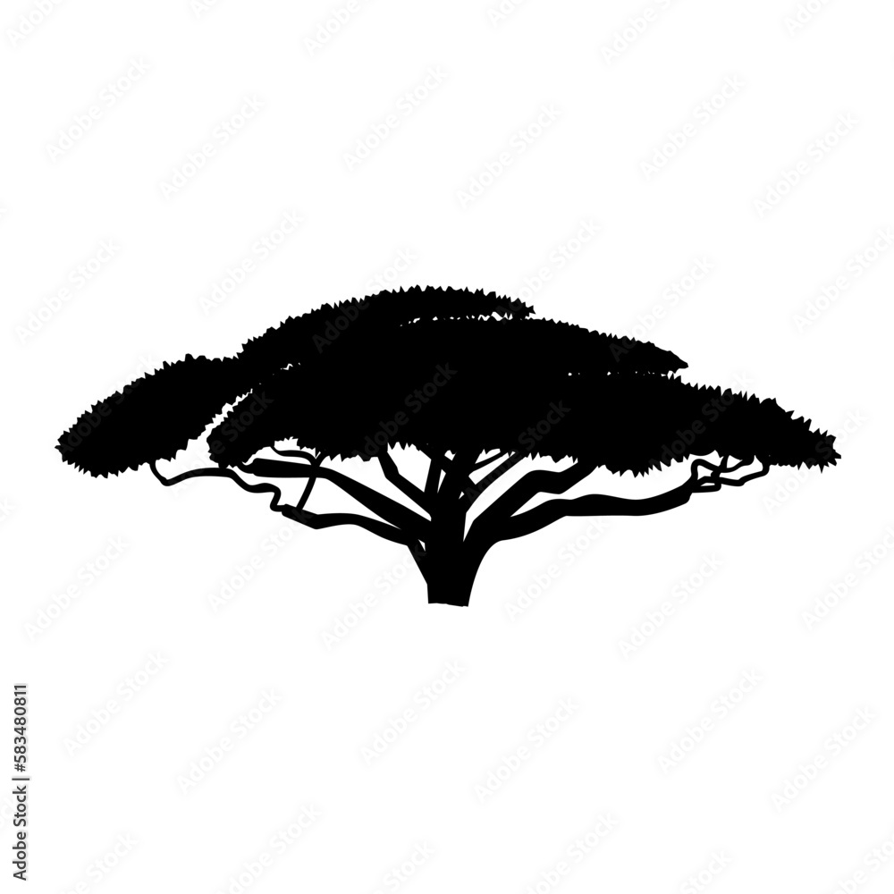 acacia tree silhouette. australian and african tree. nature and ...