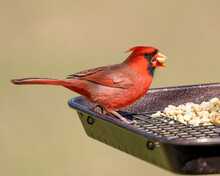 Male Cardinal Bird On Table Free Stock Photo - Public Domain Pictures