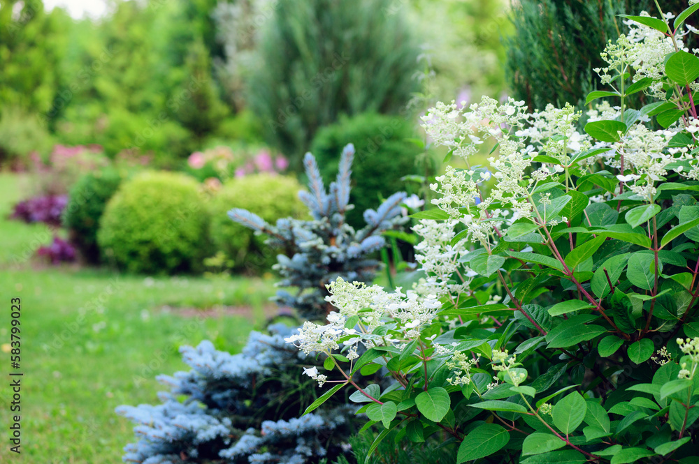 Hydrangea paniculata "Early Sensation" blooming with blue dwarf picea ...