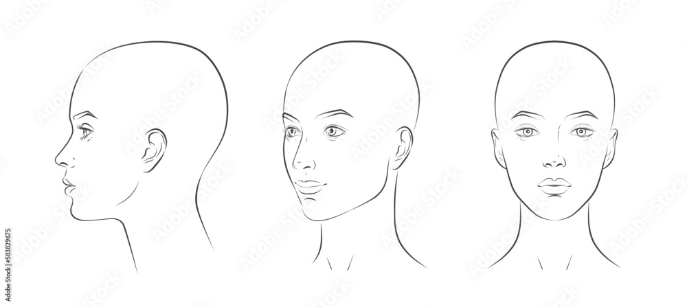 Bald hairless head. Head guidelines for barbershop, haircut salon. Male ...