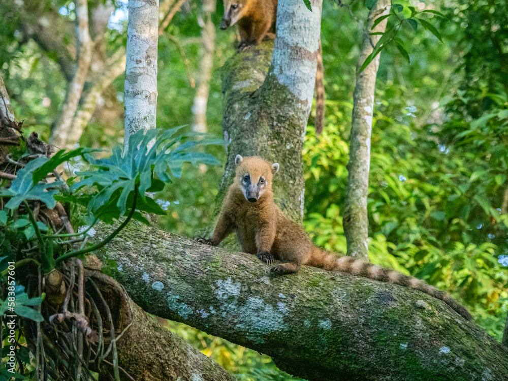 Adult South American coati (Nasua nasua), climbing in a tree at Iguazu ...