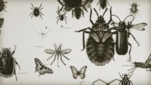 Insects Old Vintage Art Free Stock Photo - Public Domain Pictures