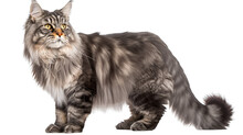 Maine Coon Cat Free Stock Photo - Public Domain Pictures