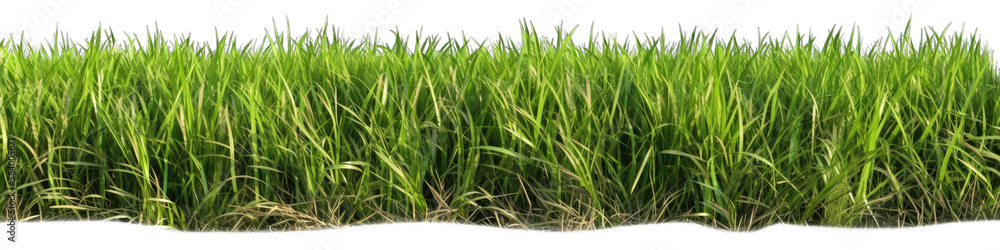 Green grass row isolated on white transparent background png ...