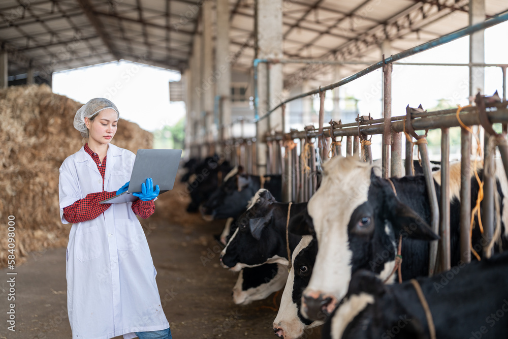 Female veterinarian in a white medical gown stands in a cowshed and ...
