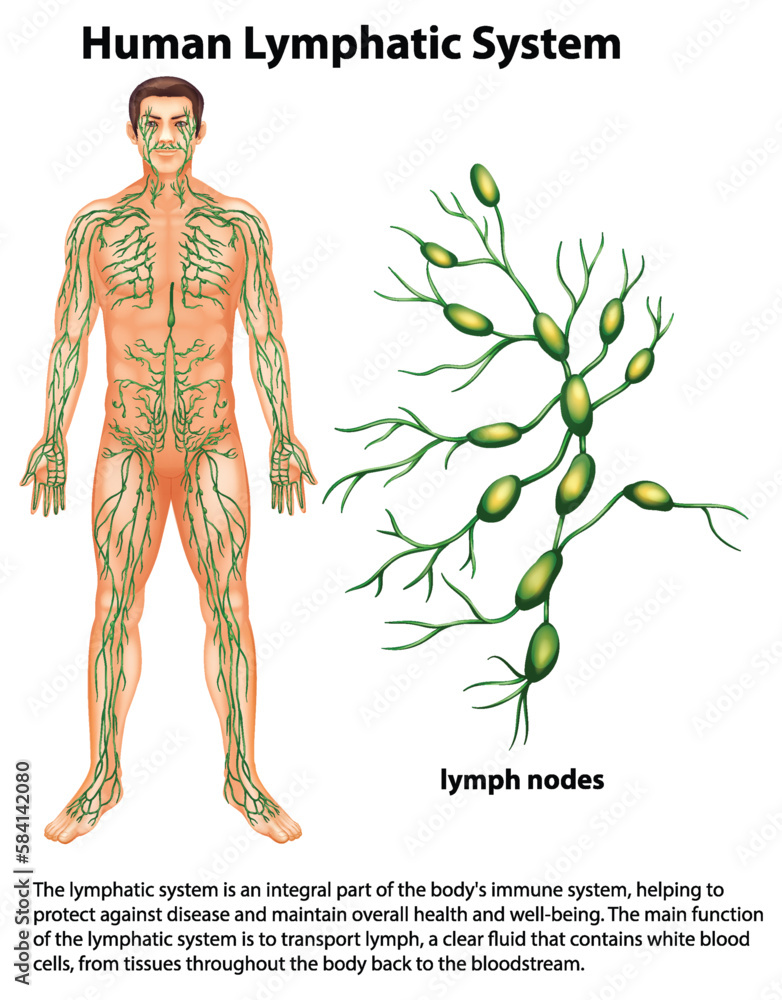 Human Lymphatic System with Explanation Stock Vector | Adobe Stock
